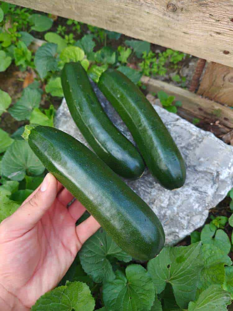 Κολοκυθάκι Σκούρο ''Nano Verde di Milano - Ο ΚΟΣΜΟΣ ΤΩΝ ΣΠΟΡΩΝ