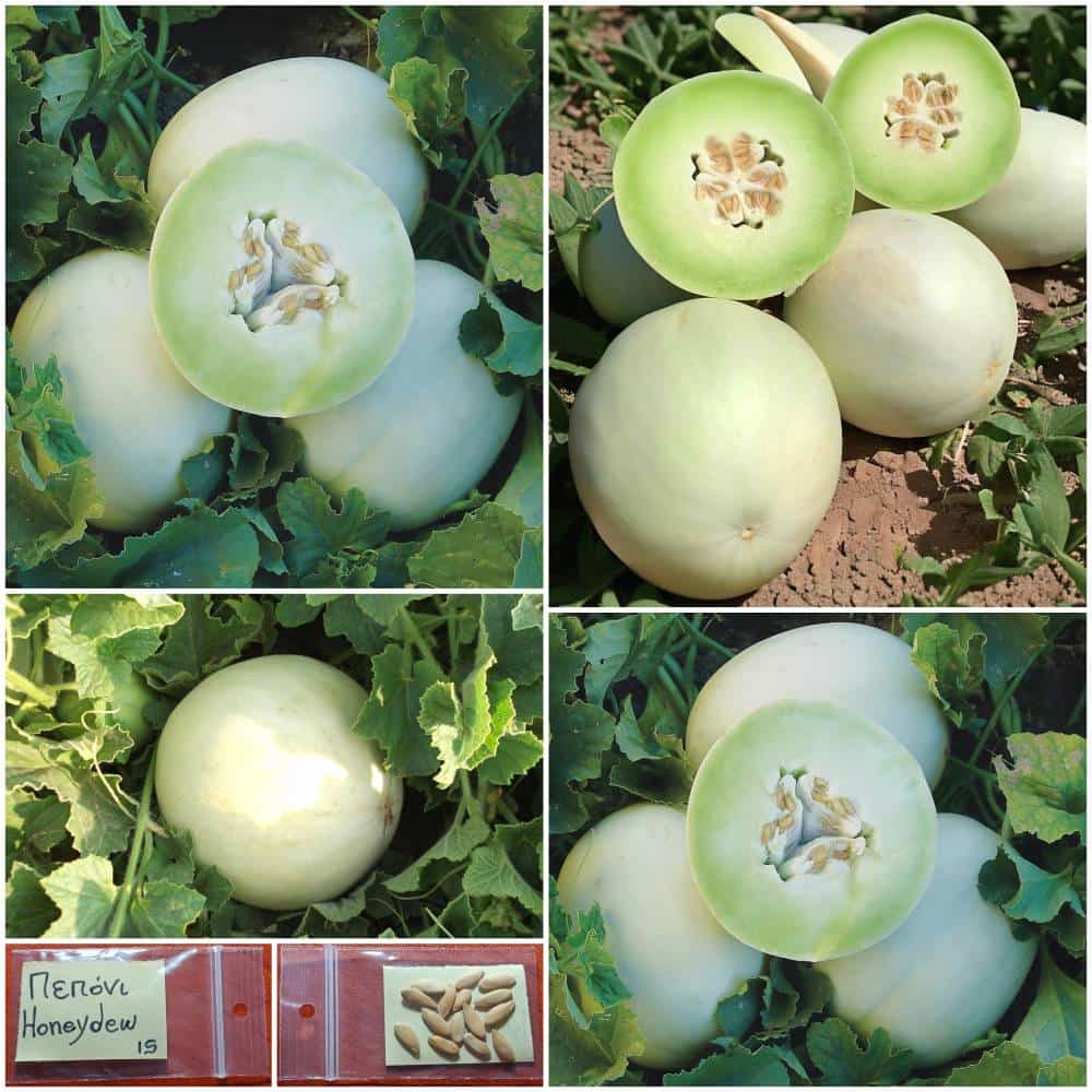Πεπόνι ''Honeydew'' - Ο ΚΟΣΜΟΣ ΤΩΝ ΣΠΟΡΩΝ